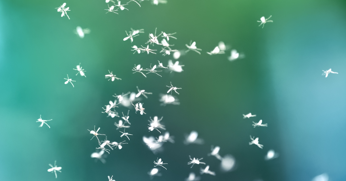 Fly Screens - When Do You Need Them? - The Scottish Shutter Company